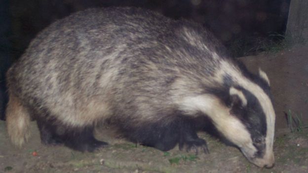Badger damage causes Leigh-on-Sea road closures - BBC News