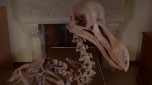Oxford Dodo was shot in head, scans find - BBC News