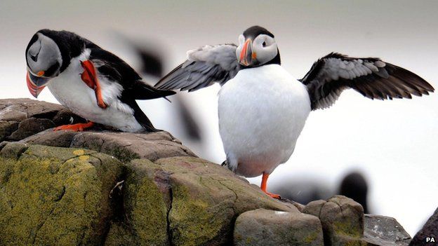 Numbers of breeding puffins on Fair Isle halved - BBC News