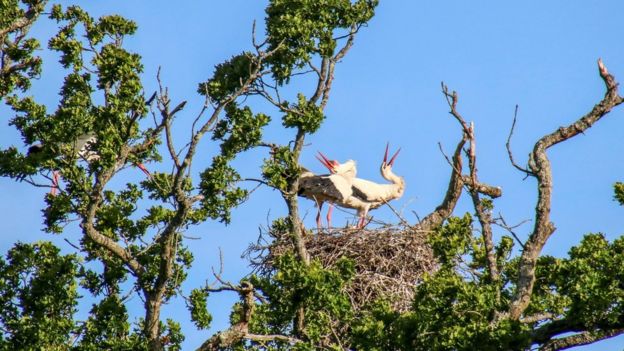 First wild white stork chick 'in centuries' hatches in UK - BBC News