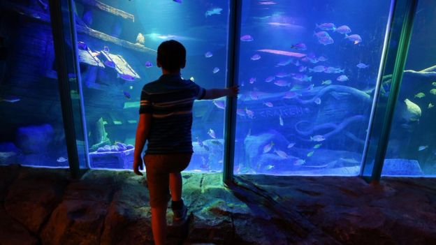 Exploris aquarium reopens after £2m refurbishment - BBC News