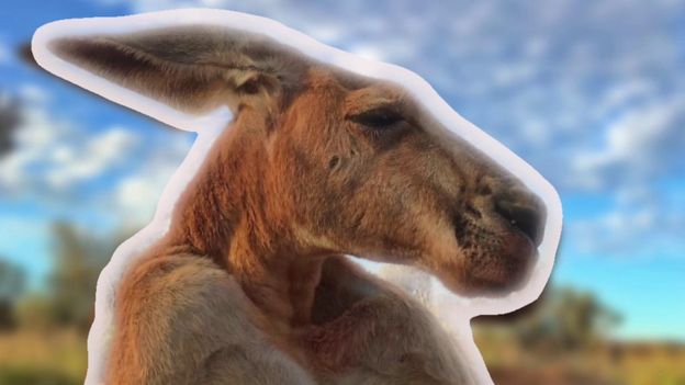 Kangaroos filmed hopping through rare Australian snow - BBC News