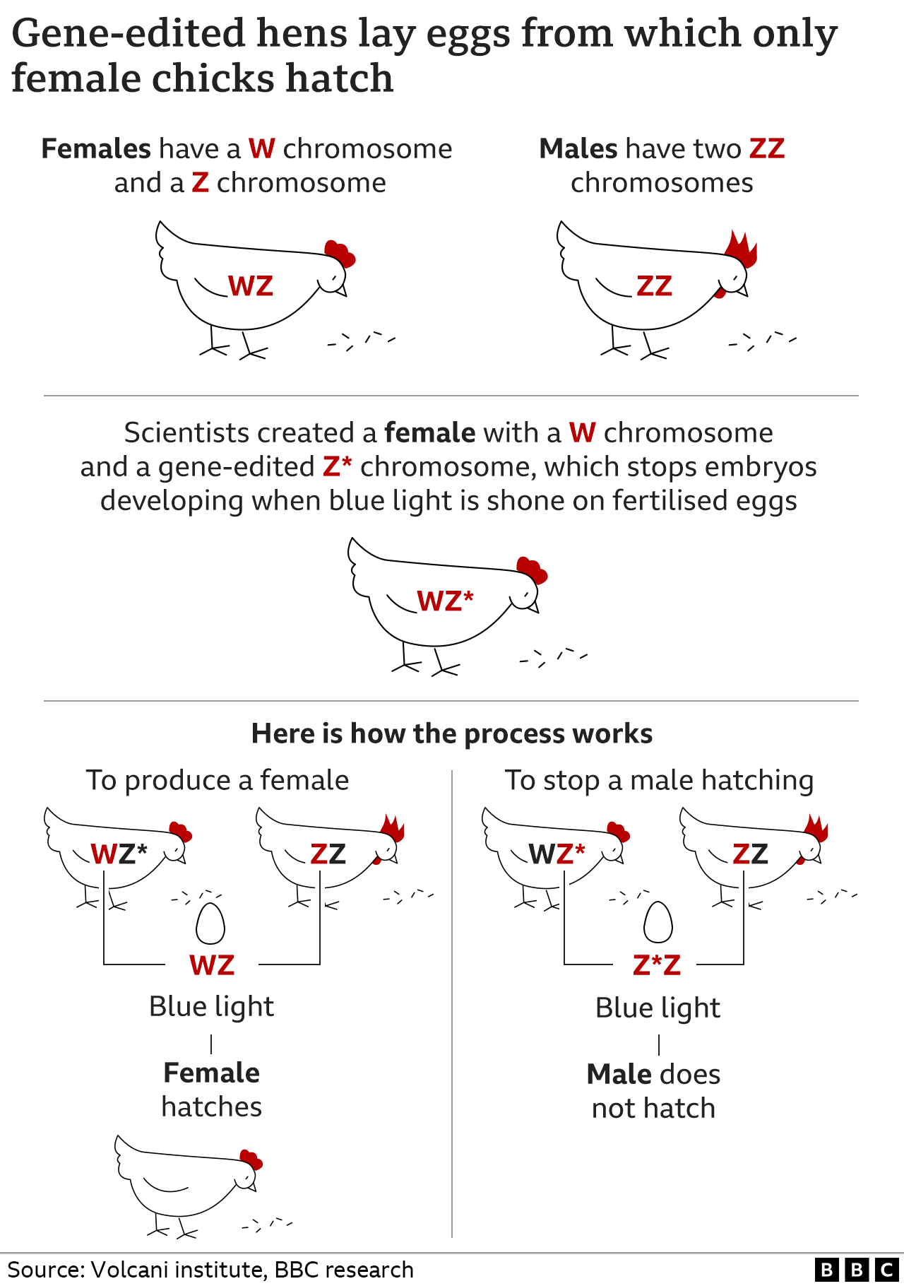 Gene-edited hens only lay eggs from which females hatch - Poultry Producer