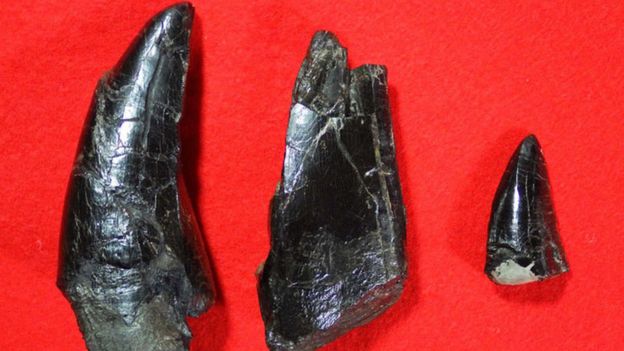 Structural secret of T. rex's bone-crushing teeth - BBC News