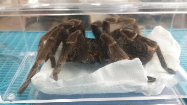 Horrified man finds 'massive' tarantula dumped near home - BBC News
