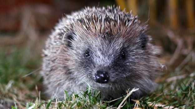 Shepreth: 'Never had so many pregnant rescue hedgehogs' - BBC News