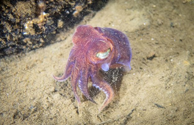 Scuba-diver photographs Scotland's colourful marine life - BBC News