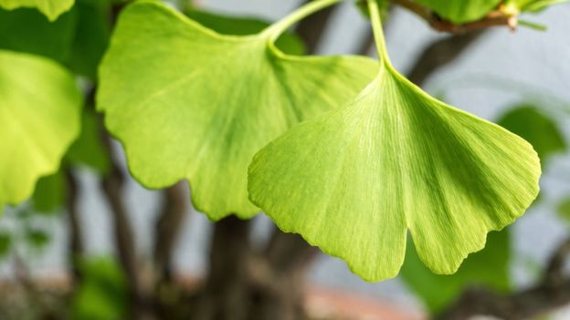 Ginkgo 'living fossil' genome decoded - BBC News