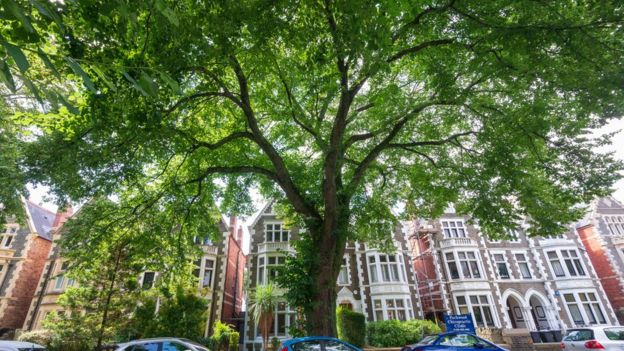 Wales' Tree of the Year 2019: Shortlist revealed - BBC News