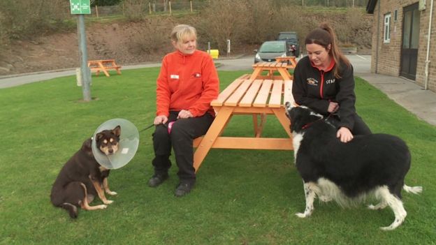 Big dog Bopper the Whopper is 'too fat for a kennel' - BBC News