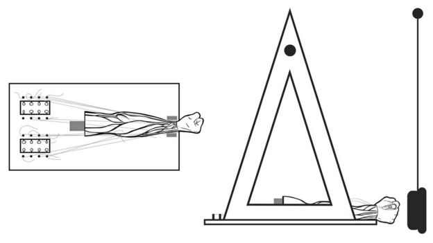 Dead arms test importance of clenched fists - BBC News