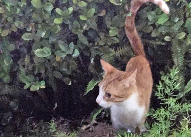 Our cat in Havana - BBC News