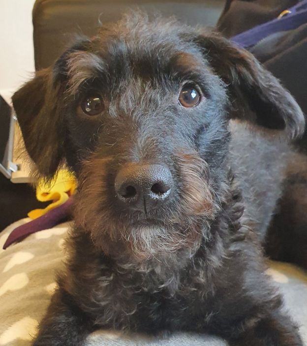 When your 'pandemic puppy' doesn't work out - BBC News