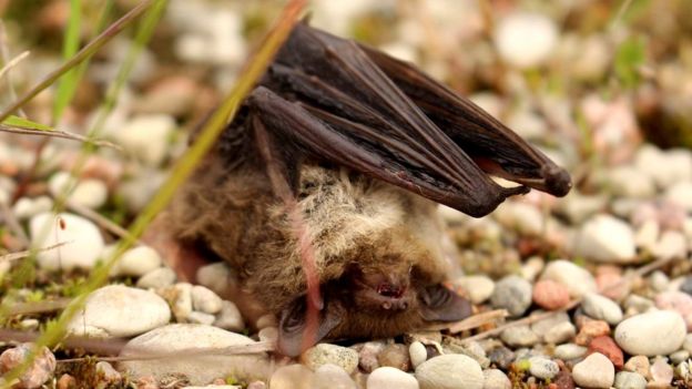 How to protect birds and bats from wind turbines - BBC News