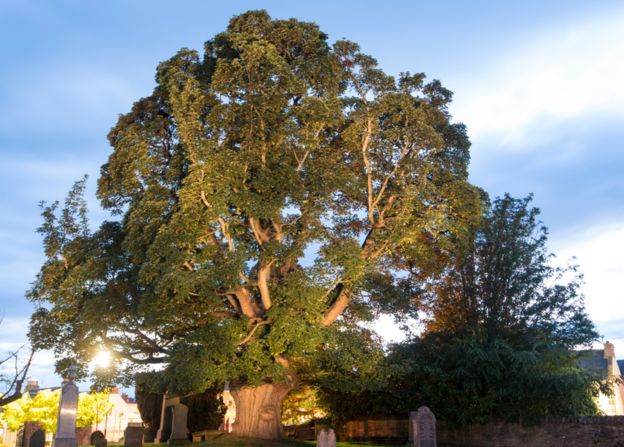 Scotland's Tree of the Year finalists unveiled - BBC News