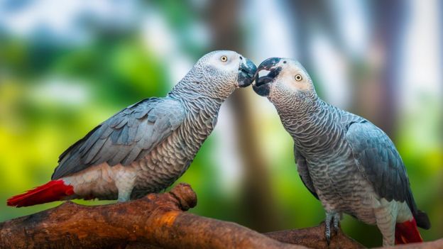 Swearing parrots moved enclosures to help stop their bad language - BBC ...