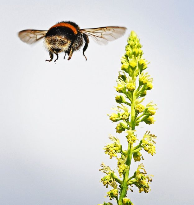In pictures: Robber flies win insect photo competition - BBC News