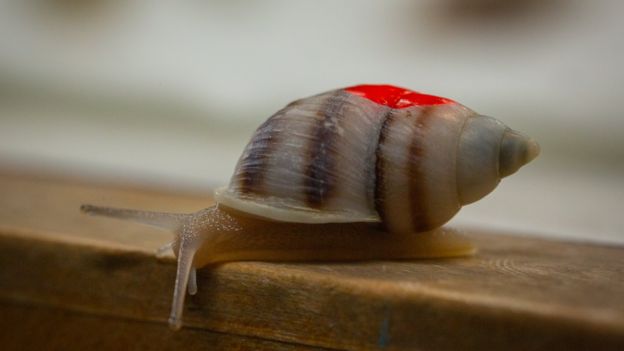 'Extinct' partula snails released back into the wild - BBC Newsround