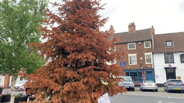 Beverley's Christmas tree still in place due to nesting bird - BBC News