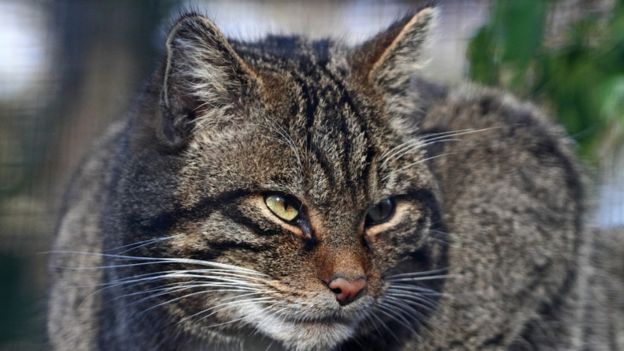 Wildcats could return to England after 200 years - BBC News