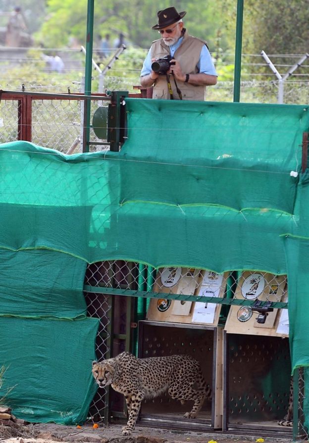 Modi: India PM reintroduces extinct cheetahs on birthday - BBC News