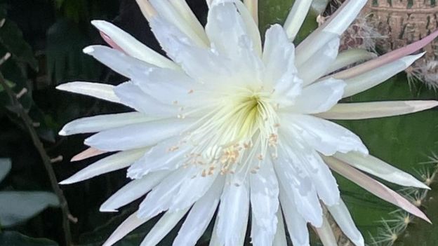 Rare moonflower set to bloom again in Cambridge - BBC News