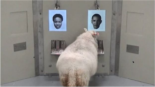 Kondoo si wapumbavu sana, utafiti wabaini - BBC News Swahili