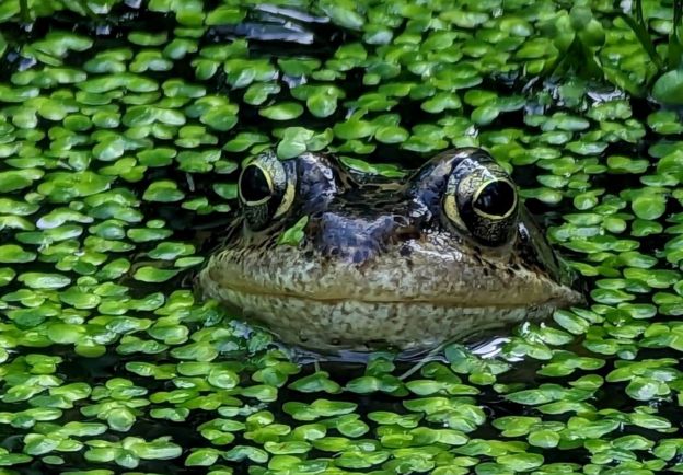 Your pictures of Scotland: 2 to 9 June - BBC News