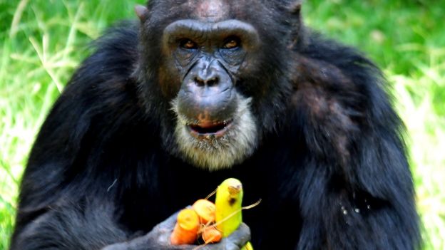 Uganda bagandariye inguge Zakayo yapfuye ifise imyaka 54 - BBC News Gahuza