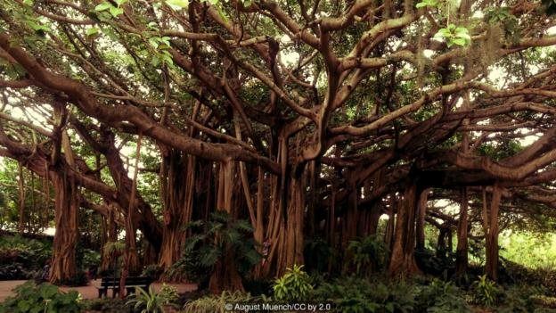 Pohon yang membentuk sejarah manusia - BBC News Indonesia