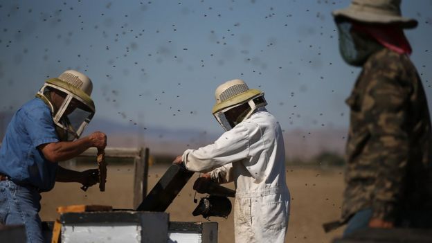 First study finds neonic pesticides in US drinking water - BBC News