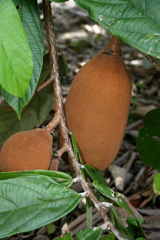 Cupulate: o desafio do 'primo' do chocolate que pode ajudar Amazônia ...