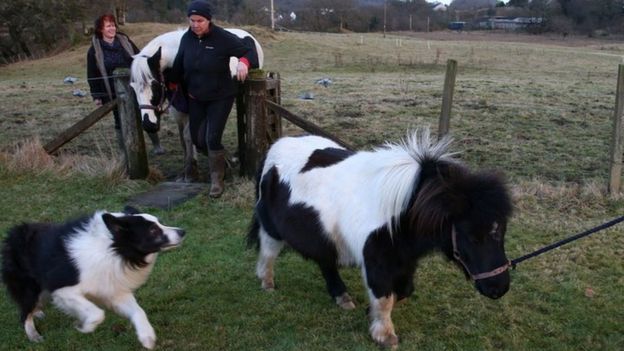 Rescued Shetland pony Nemo reunited with friend - BBC News