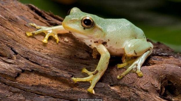 Os zumbis da natureza que superam as histórias de ficção científica ...