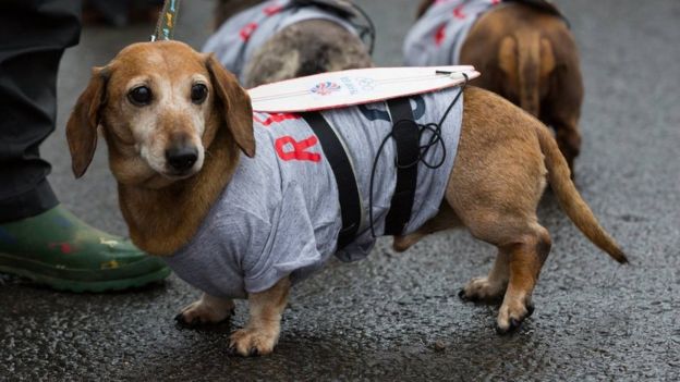 Sausage dogs get dressed up for Ogmore-by-Sea charity walk - BBC News