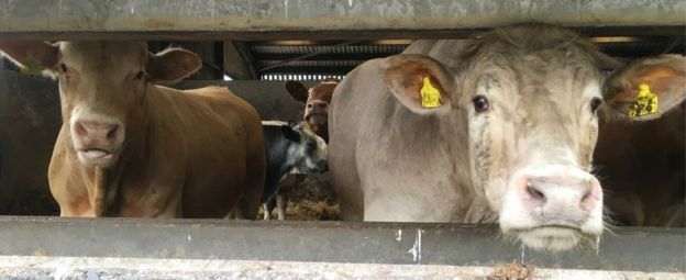 'Mad cow disease' at Aberdeenshire farm after BSE confirmed - BBC News