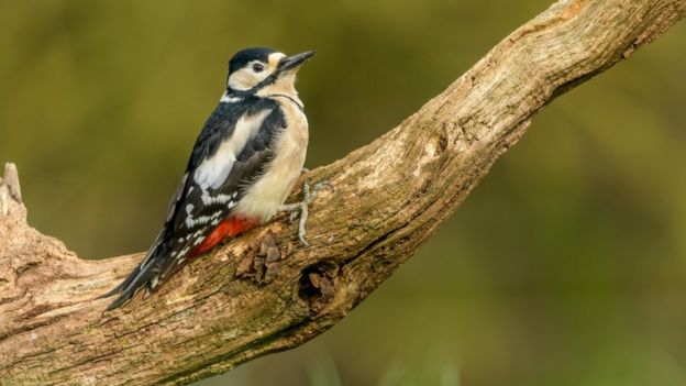 Daniel Hauck: 'I'm inspired by photographing wildlife around me' - BBC News