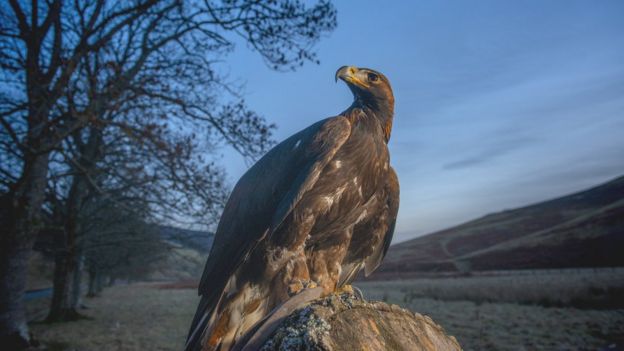 South of Scotland golden eagle population reaches new heights - BBC News