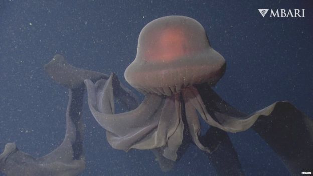 Jellyfish: Rare giant phantom jellyfish stuns researchers - BBC Newsround