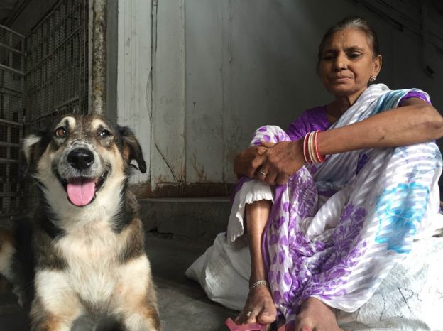 The spoilt stray dogs of Delhi - BBC News