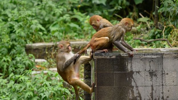 Cómo perdimos la cola los humanos - BBC News Mundo