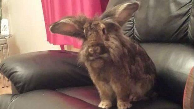 You sent your pictures of cared-for rabbits - BBC News