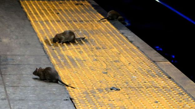 'Rats will hate this job posting' - New York City seeks rat tsar - BBC News