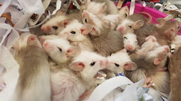 Australian mouse plague: Thousands of inmates moved from infested jail ...