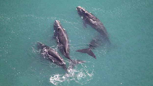 Scientists count whales from space - BBC News