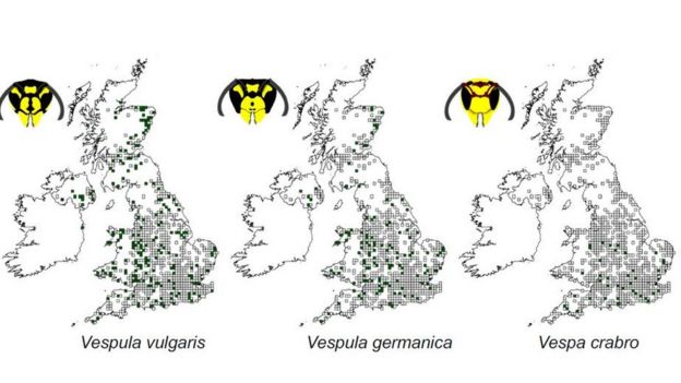 Scientists: Why we should appreciate wasps - BBC News