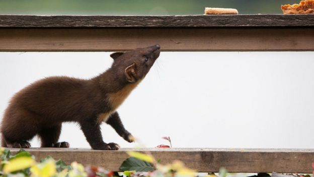 Cake-eating pine martens thrive at underground power station - BBC News