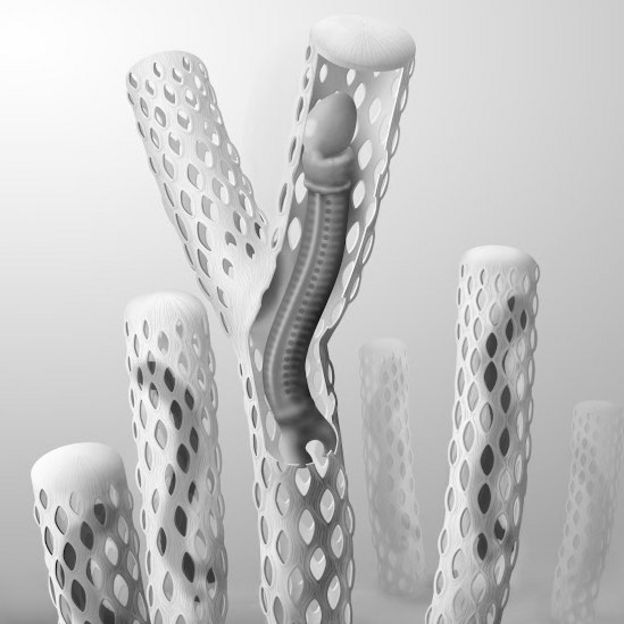 Sea worm fossil gives clues to 'common ancestor' - BBC News