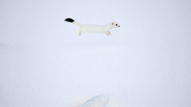 Animals that love the snow - BBC Newsround