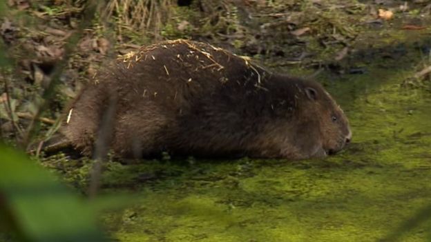 Beavers released in Yorkshire anti-flooding trial - BBC News